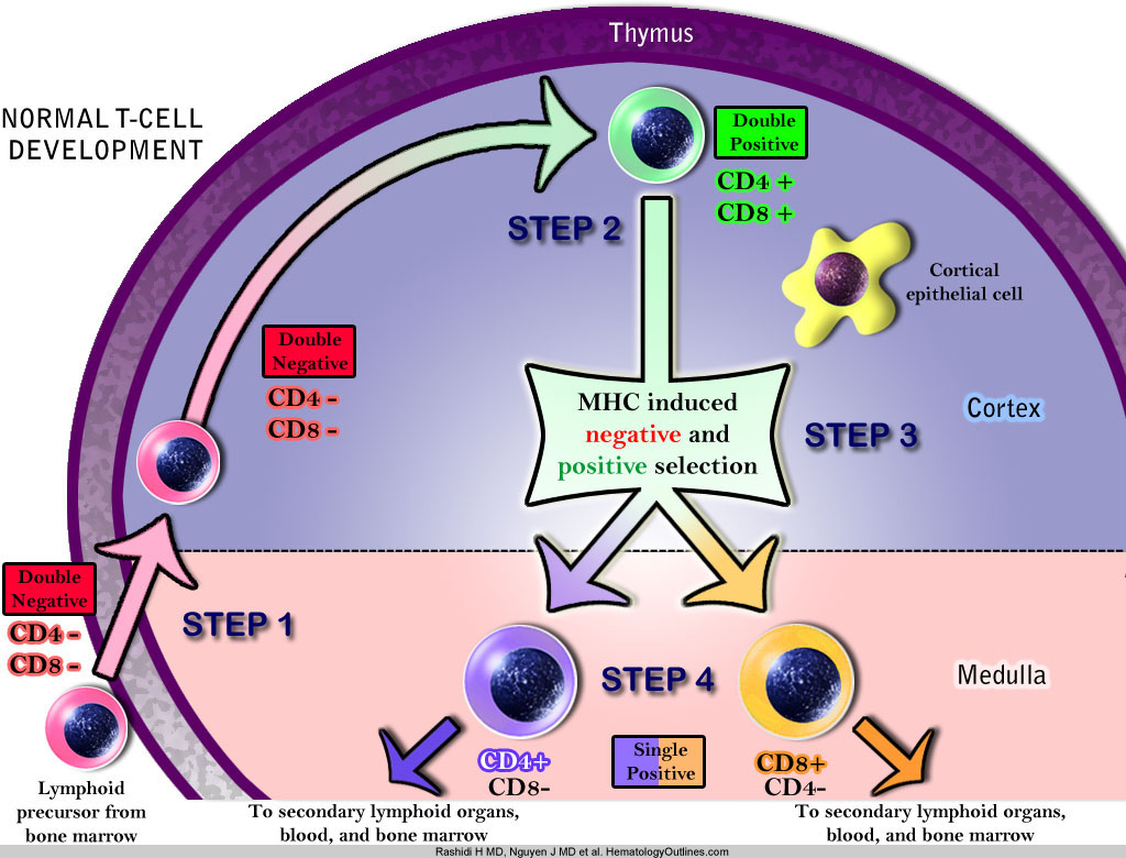 HematologyOutlines Atlas HematologyOutlines Atlas